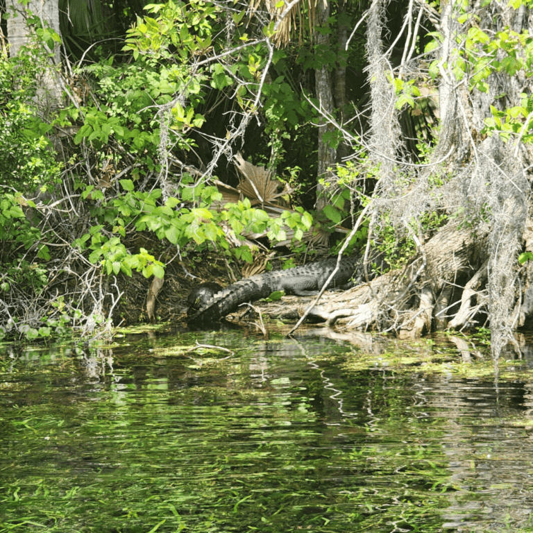 All You Need To Know About Silver Springs State Park, Florida | The ...
